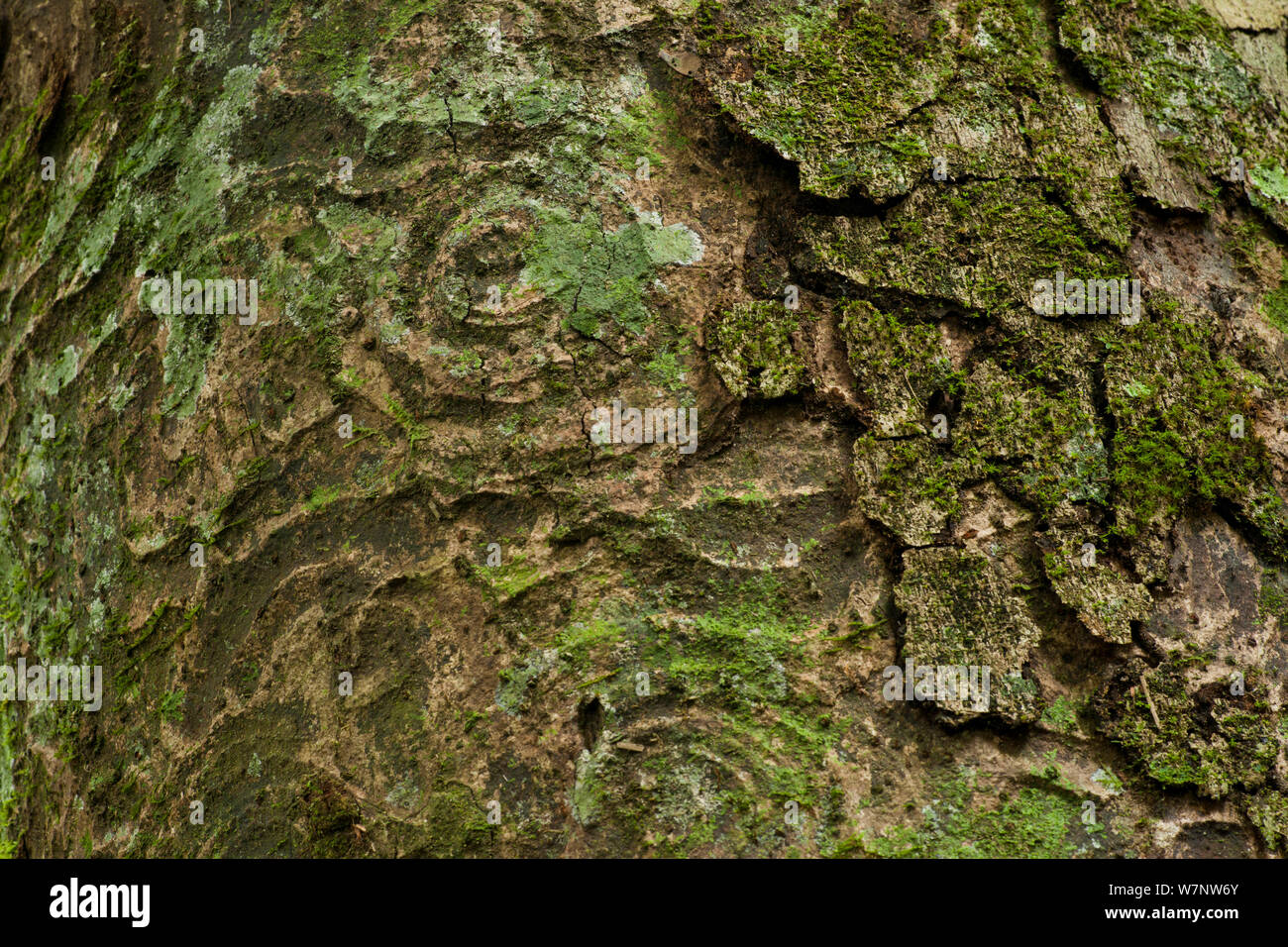 Medicinal tree bark hi-res stock photography and images - Alamy