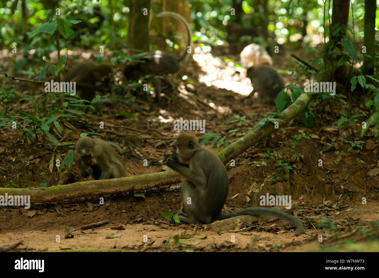 Agile Mangabeys (Cercocebus agilis) foraging for termites on the forest ...