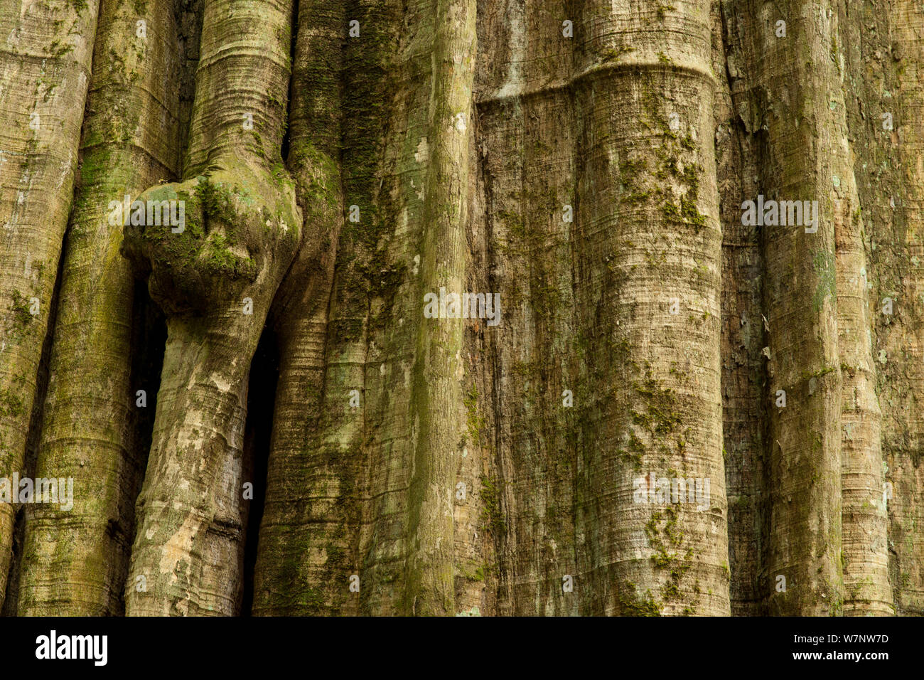 Medicinal tree bark hi-res stock photography and images - Alamy