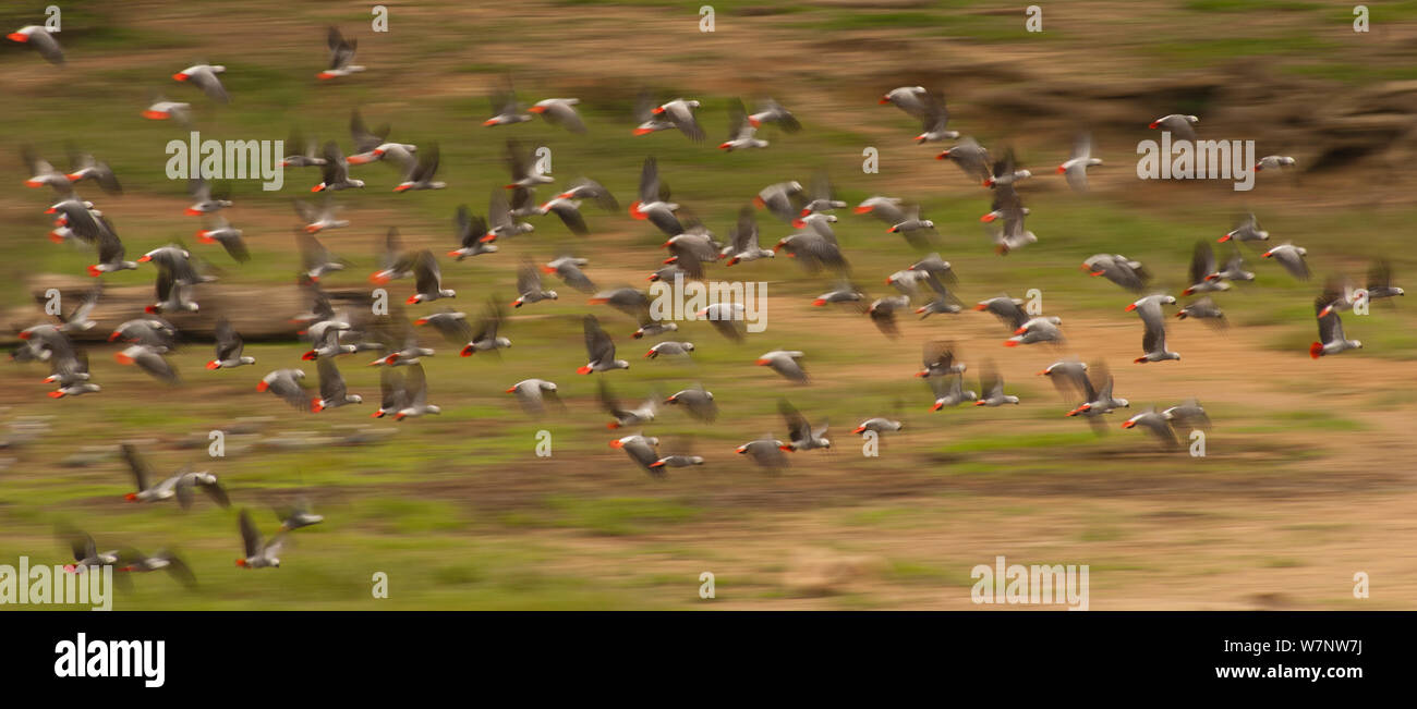 African forest with birds hi-res stock photography and images - Alamy