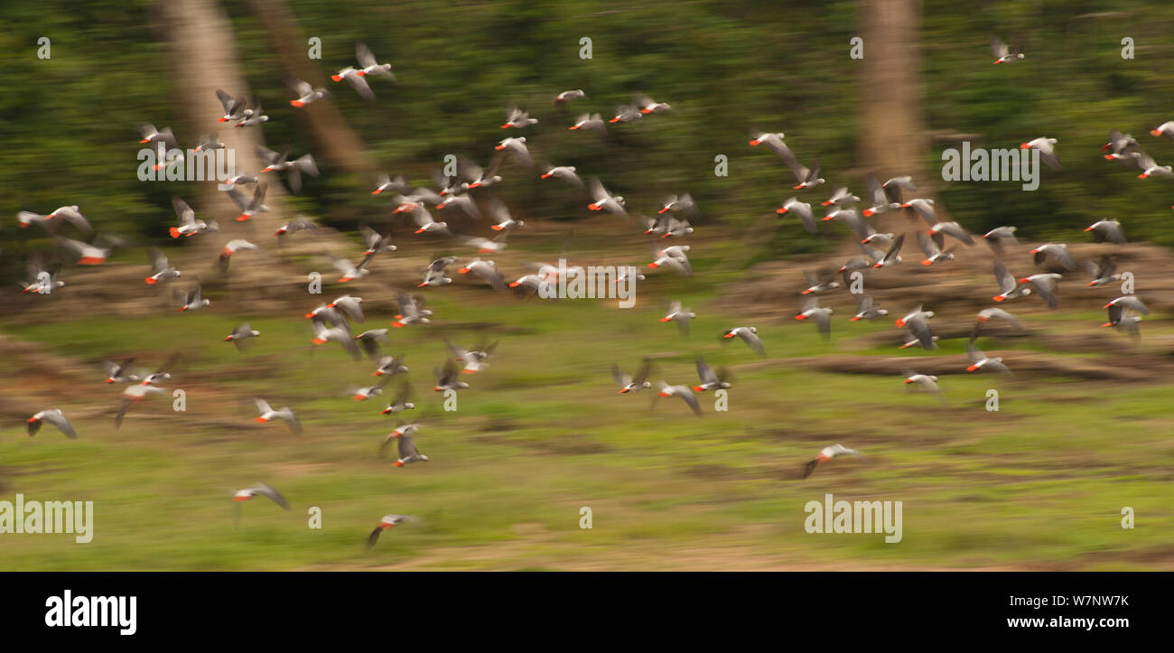 African Grey Parrots (Psittacus erithacus erithacus) large flock ...