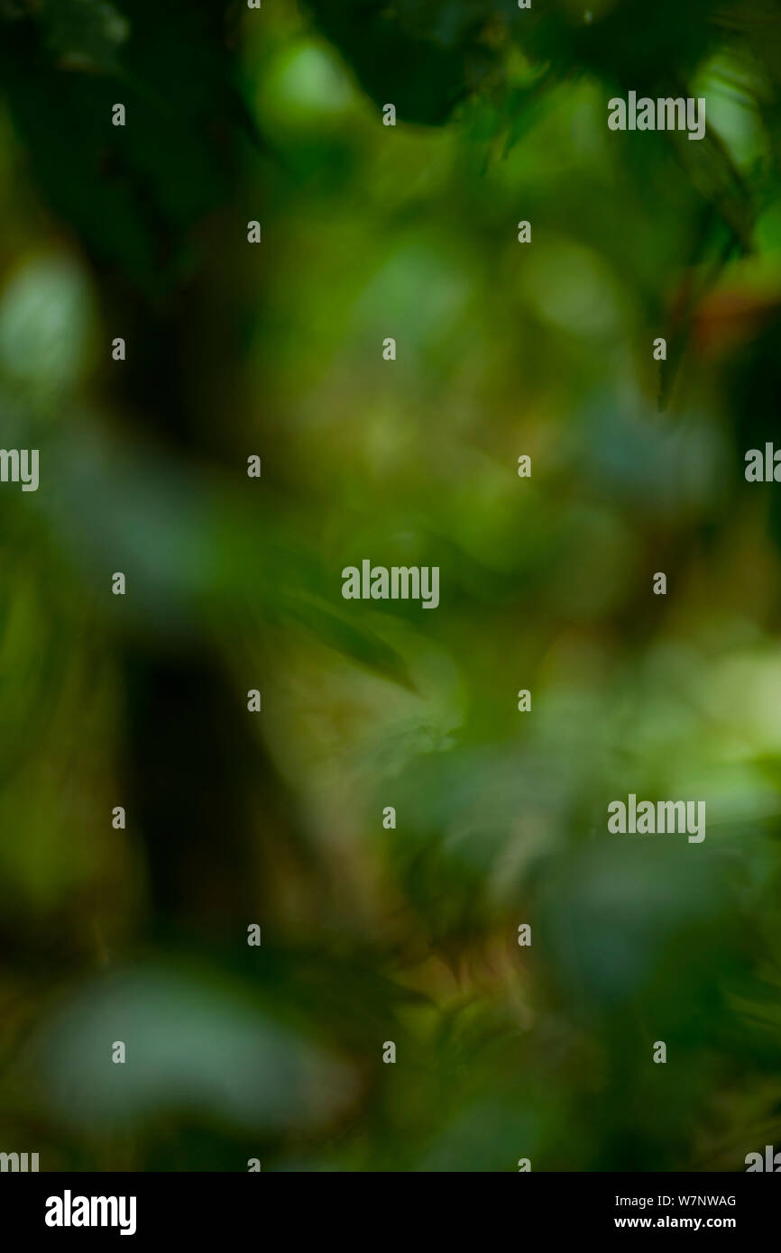 Semi deciduous forest hi-res stock photography and images - Alamy