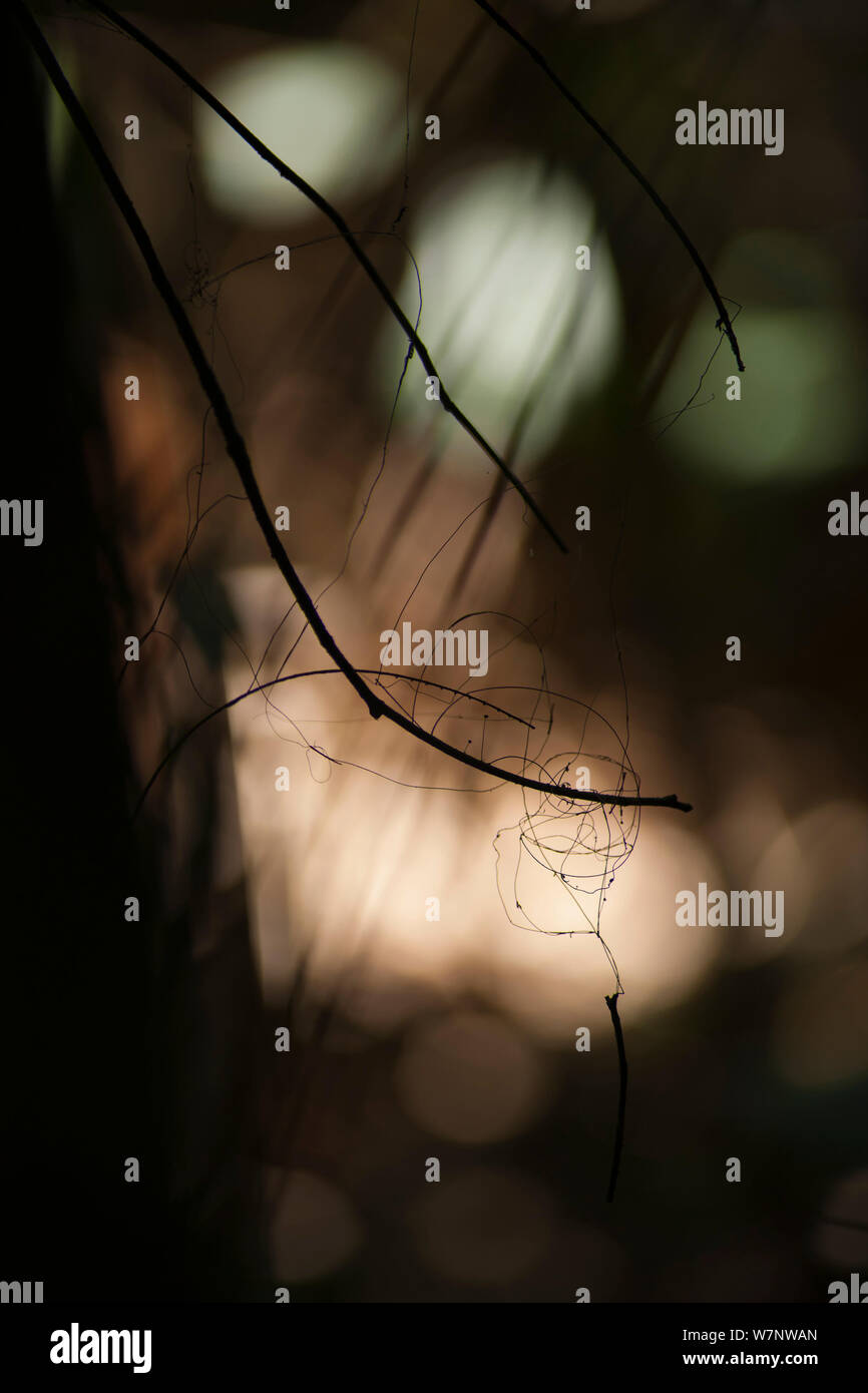 Fungal spores hi-res stock photography and images - Alamy