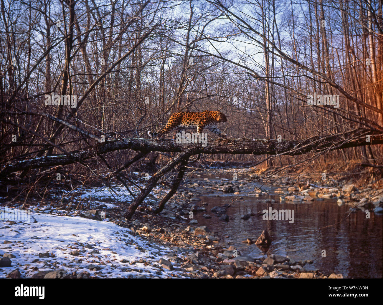 Wild Amur leopard (Panthera pardus orientalis) crossing a fallen tree ...