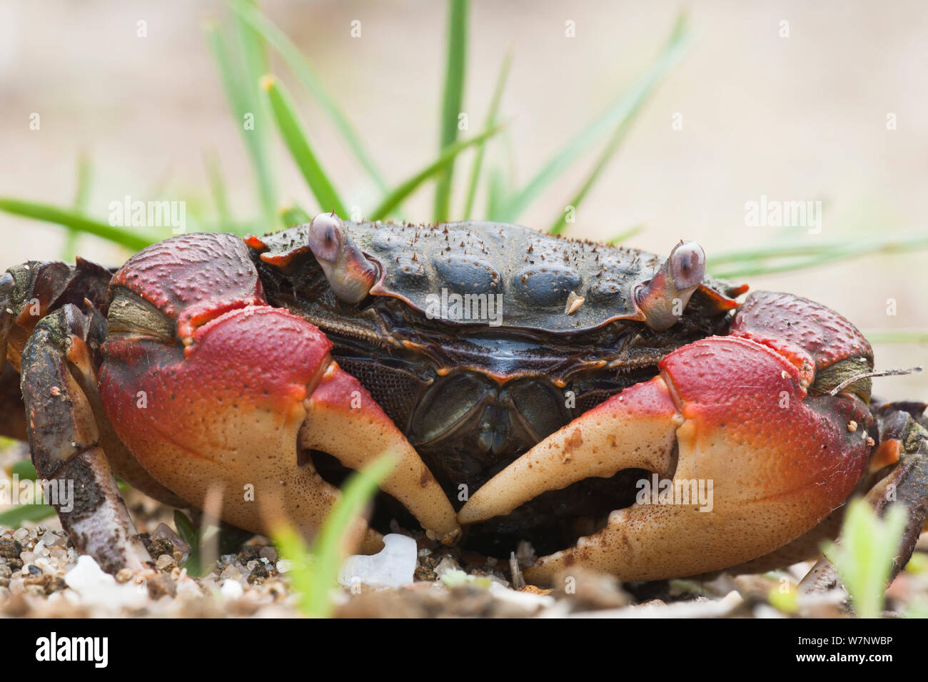 Land Crab (Neosarmatium africanum) portrait. St Lucia, Indian Ocean ...