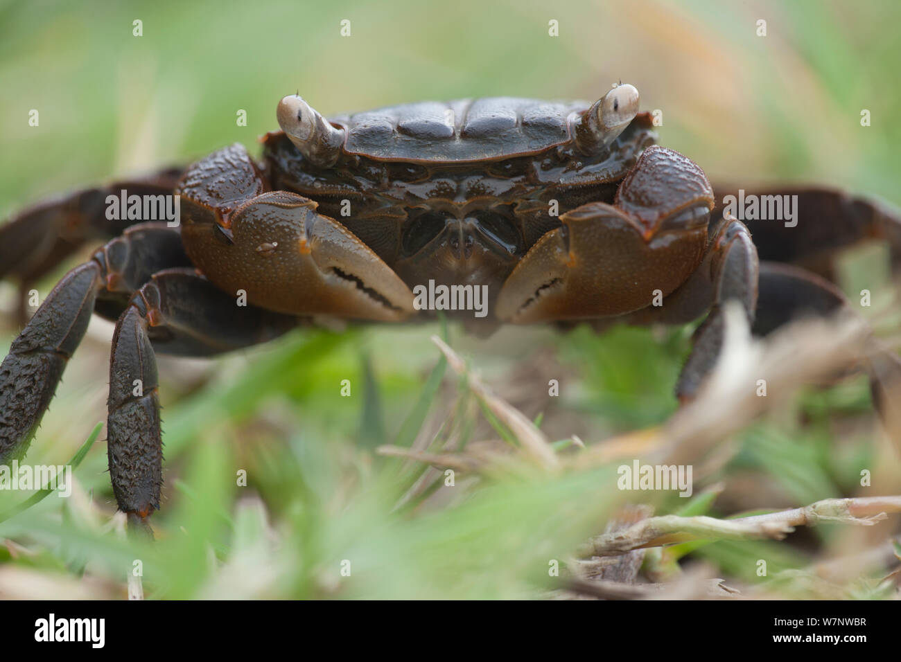 Neosarmatium africana hi-res stock photography and images - Alamy