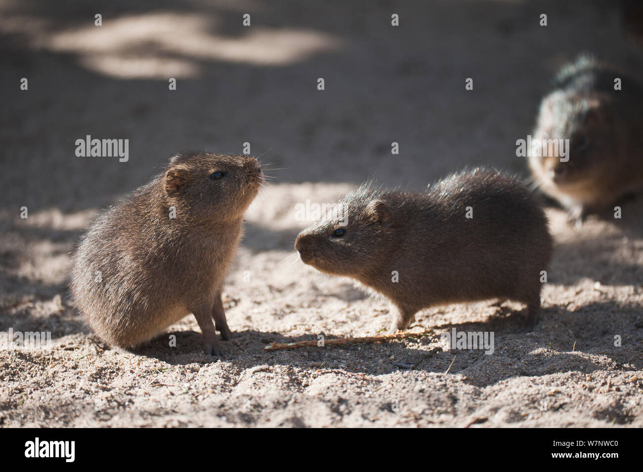 Pigs mammals hi-res stock photography and images - Alamy