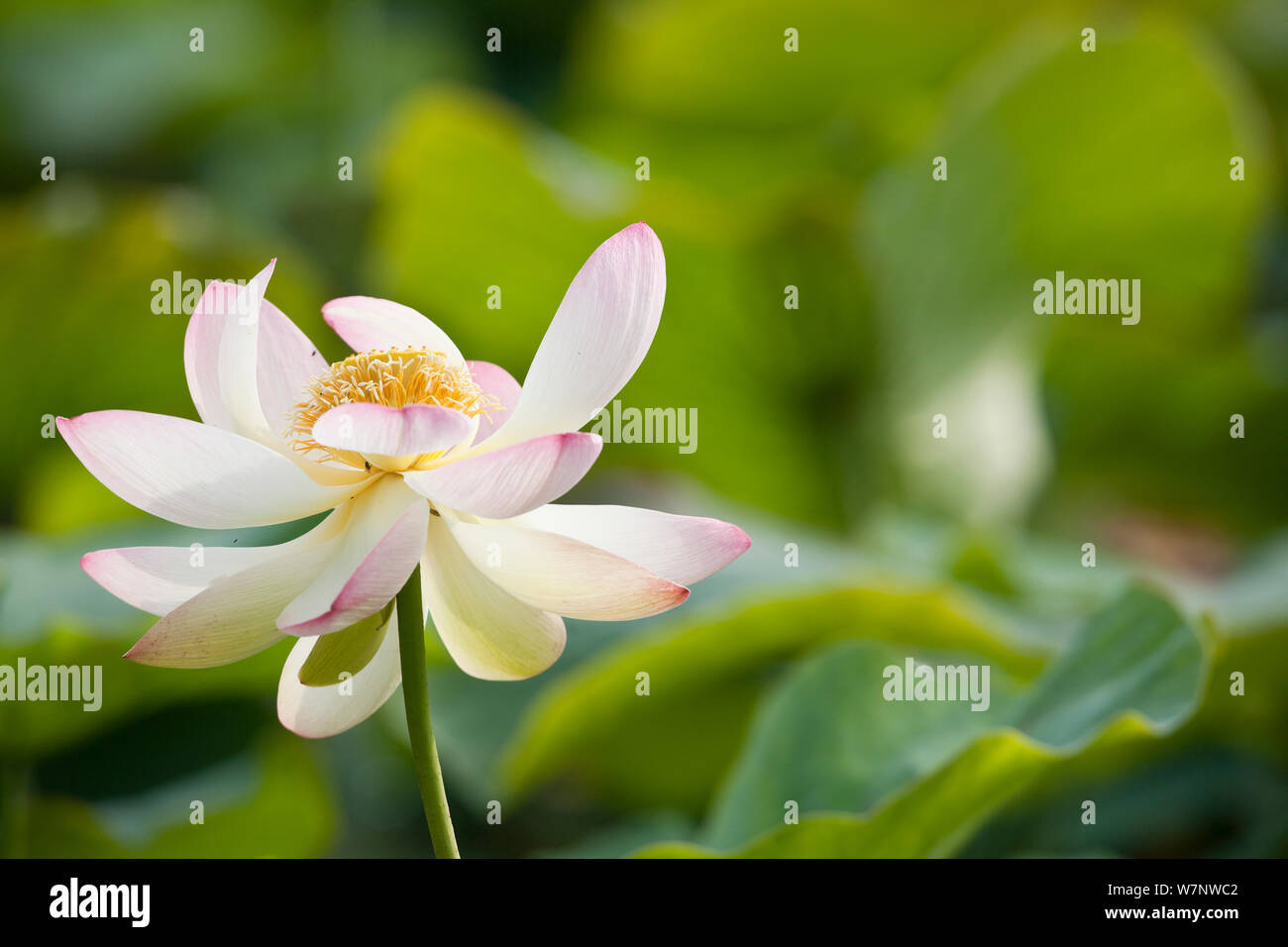 India Lotus Pink High Resolution Stock Photography and Images - Alamy