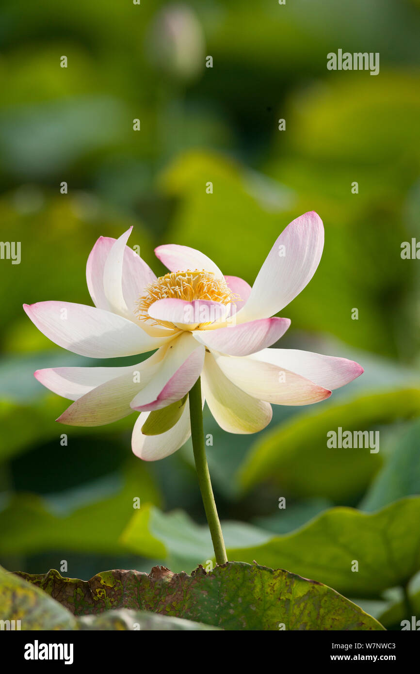 Indian Lotus (Nelumbo nucifera) in flower. Endemic to India, south-east ...
