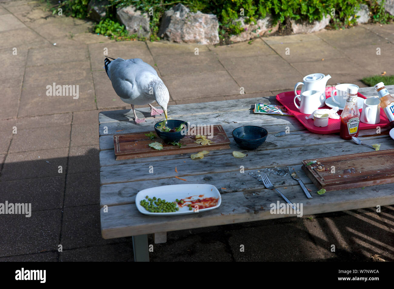 Seagull (Laridae) scavenging from picnic table, Exmouth, Devon, October ...