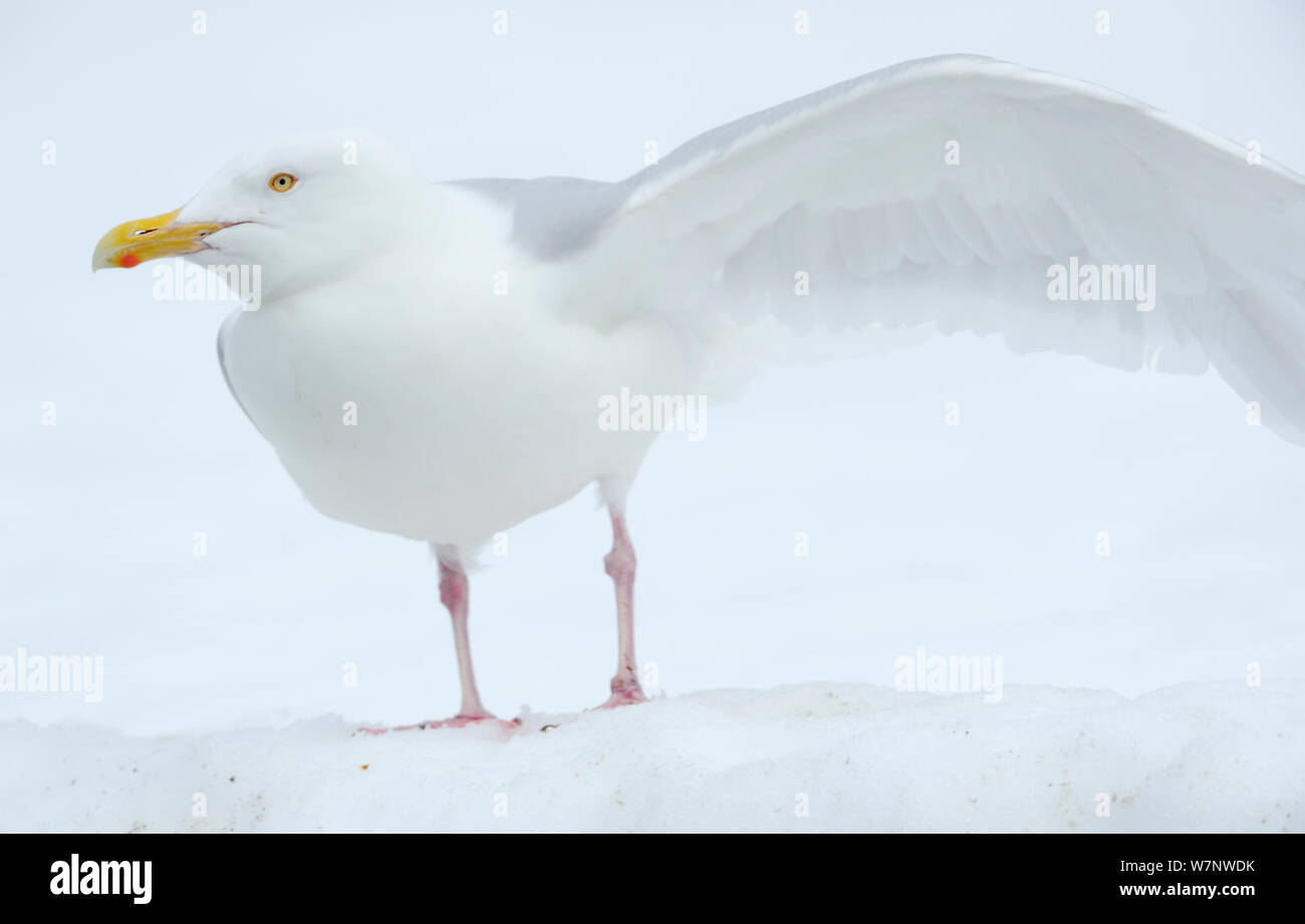 Gull stretching wings hi-res stock photography and images - Alamy