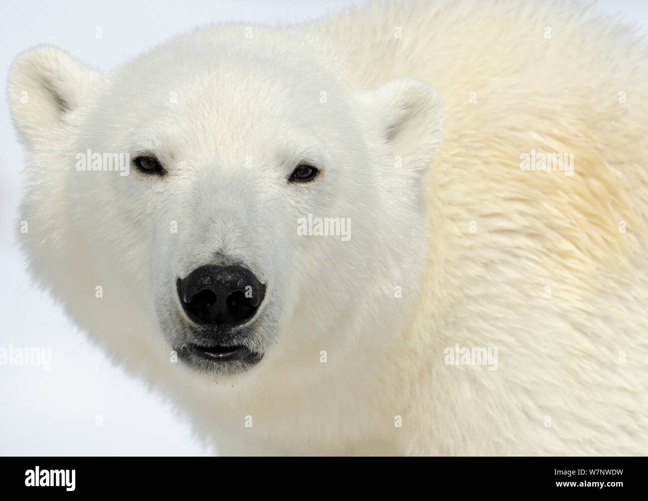 Polar Bear (Ursus maritimus) head portrait, Svalbard, Norway Stock Photo - Alamy