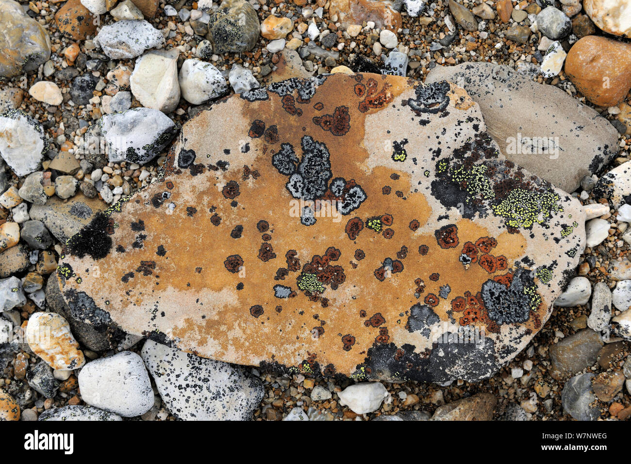 Lichen arctic hi-res stock photography and images - Alamy