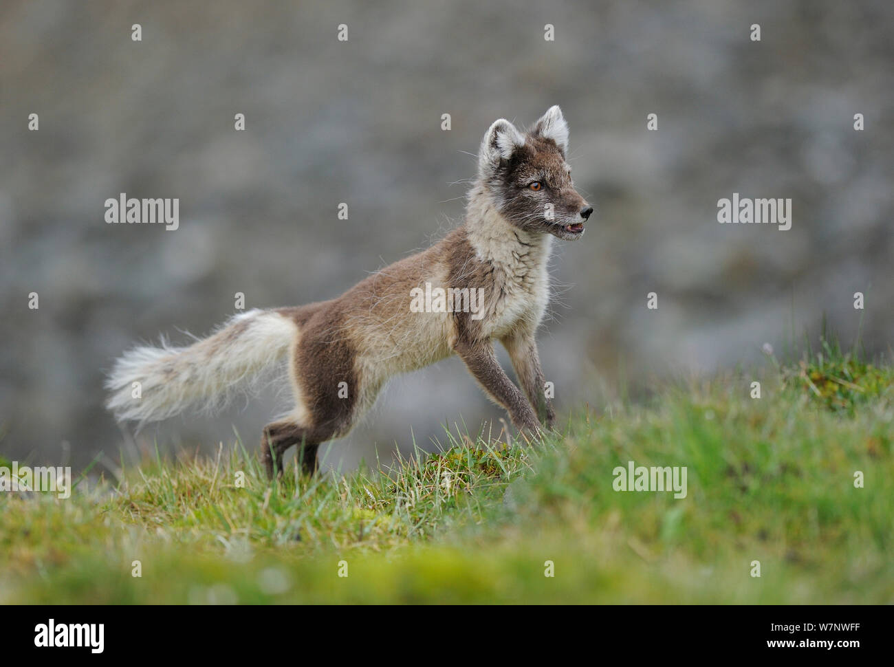 Norway arctic fox hi-res stock photography and images - Alamy