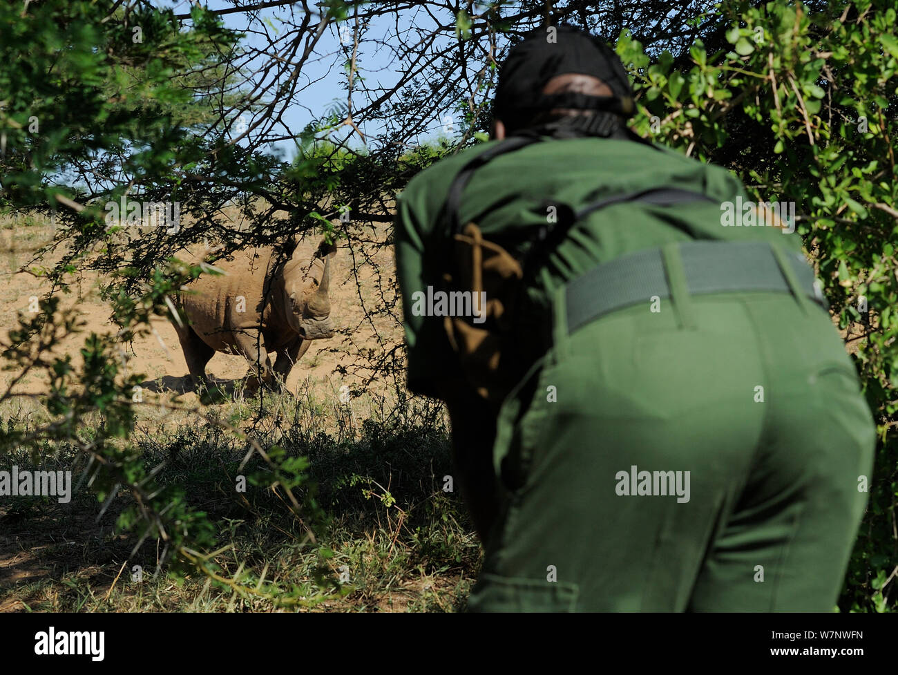 White rhinoceros (Cerathorium simum) watched by anti-poaching patrol of ...