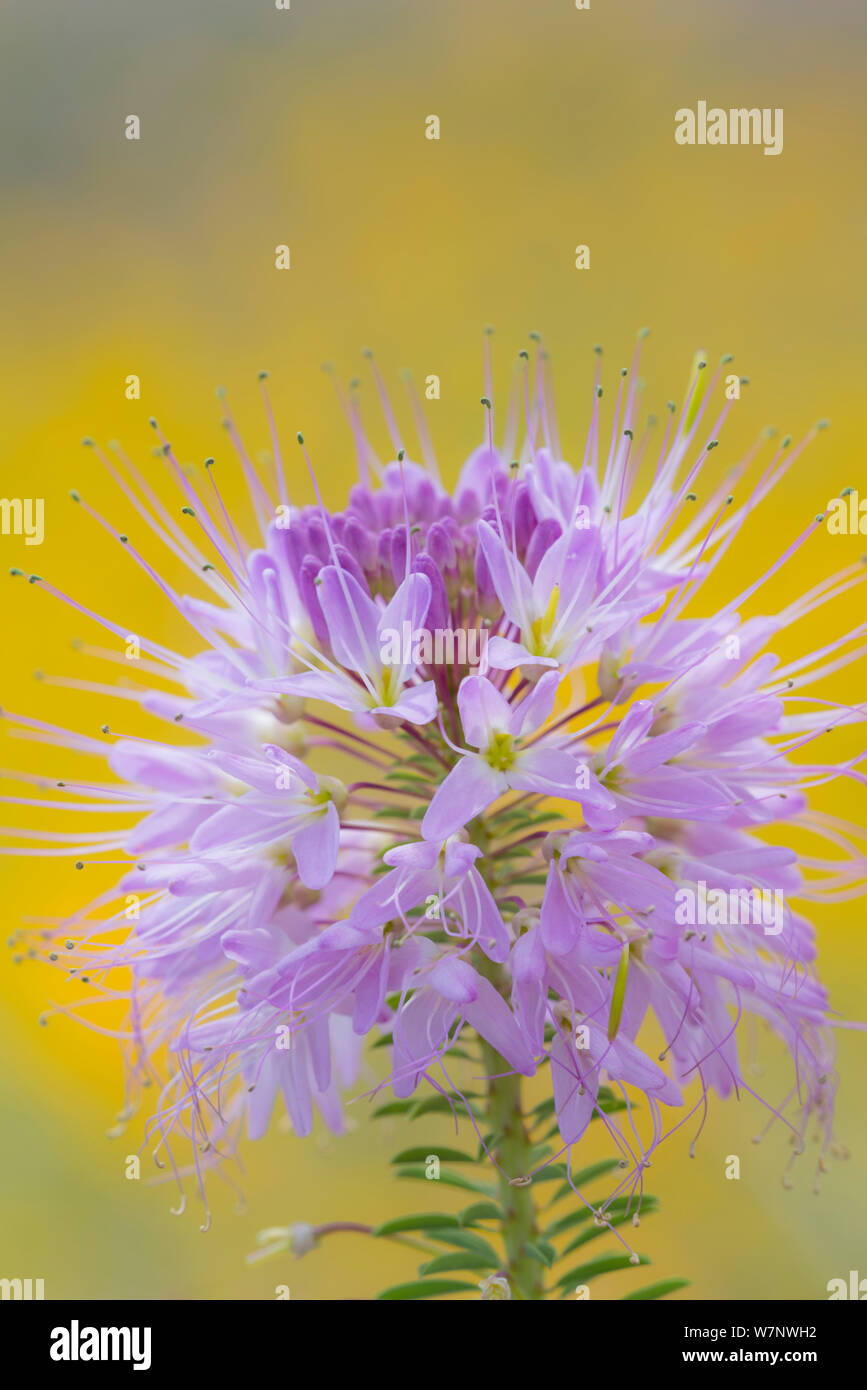 Cleome cleome sp hi-res stock photography and images - Alamy