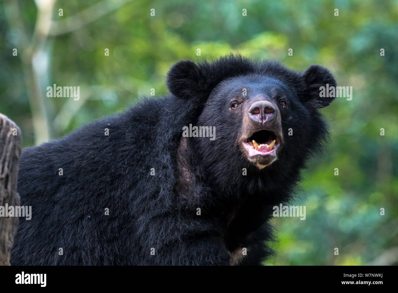 Kuang si bear park hi-res stock photography and images - Alamy