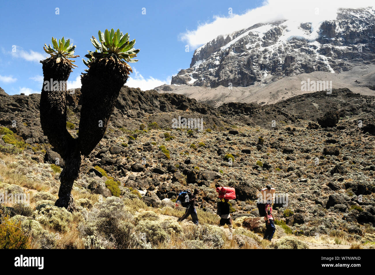 Lower slopes of mount kilimanjaro hi-res stock photography and images ...