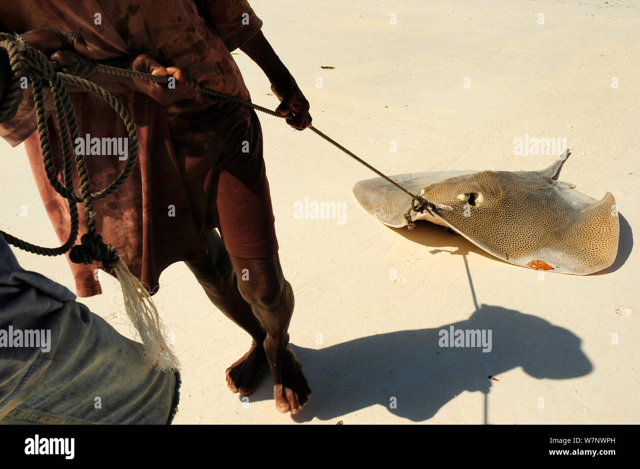Hunting stingrays hi-res stock photography and images - Alamy