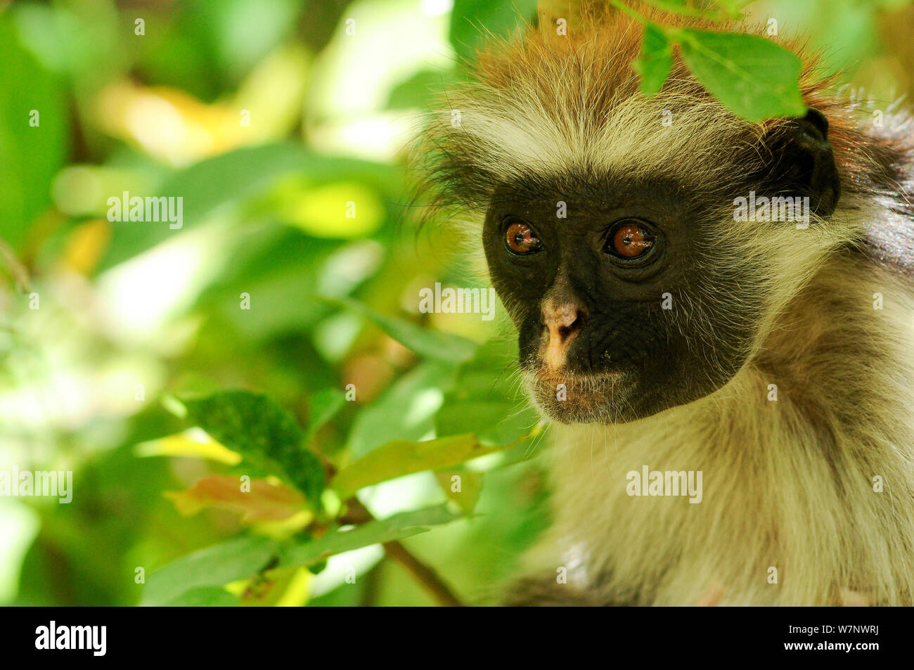 Zanzibar red colobus portrait (Piliocolobus kirkii), Jozany Forest ... Zanzibar red colobus portrait (Piliocolobus kirkii), Jozany Forest ...