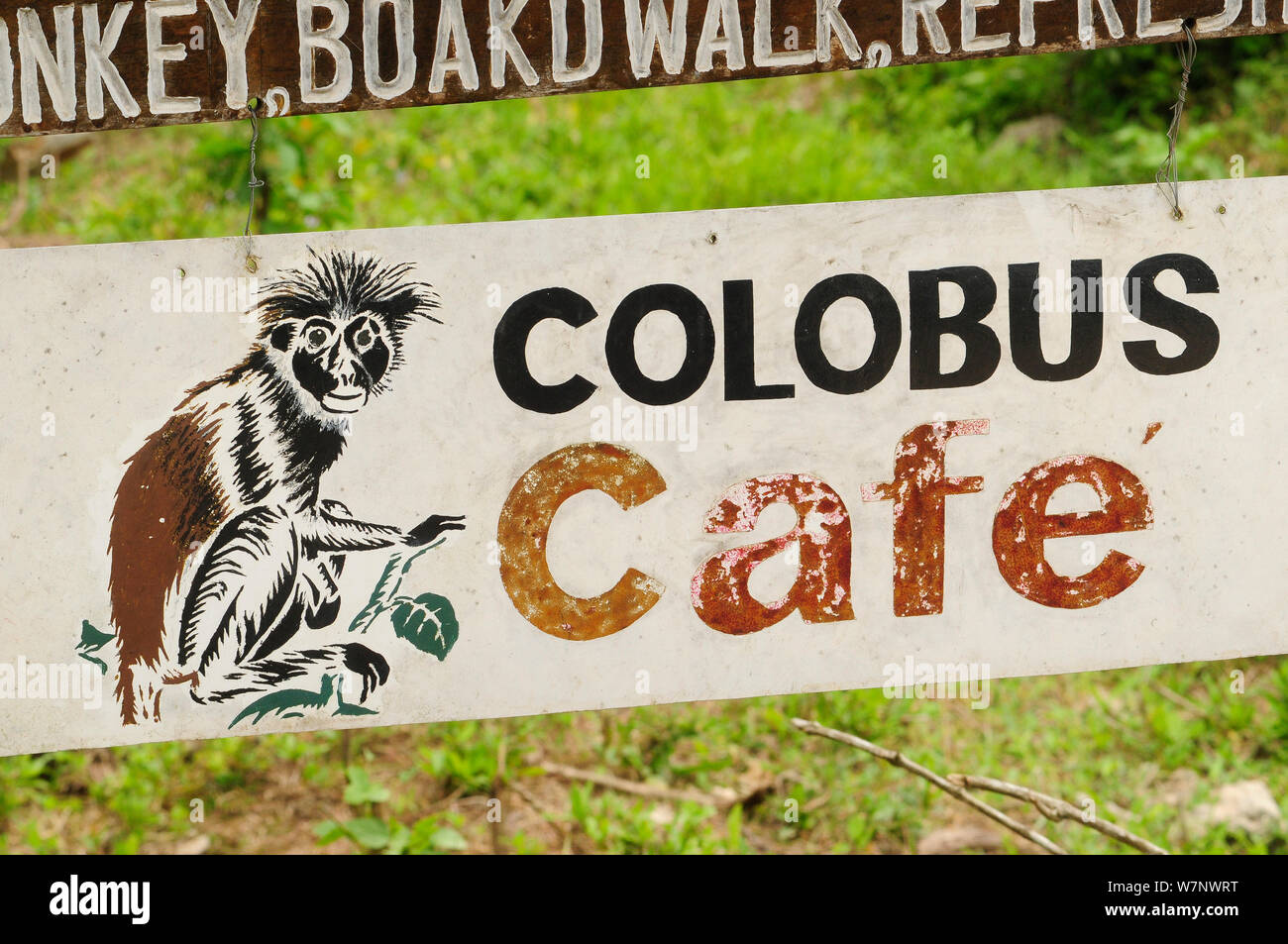 A sign for the Colbus Cafe in the Jozany Forest . Zanzibar red colobus ...