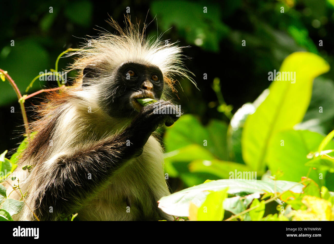 Zanzibar red colobus (Piliocolobus kirkii) adult feeding in tree ...