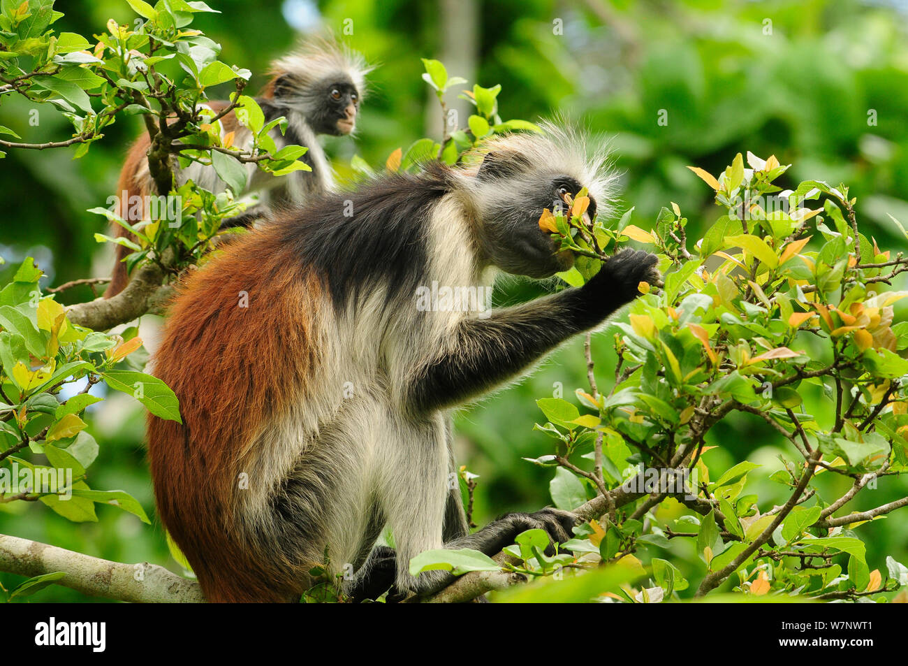 Zanzibar red colobus (Piliocolobus kirkii) feeding in tree, Jozany ...