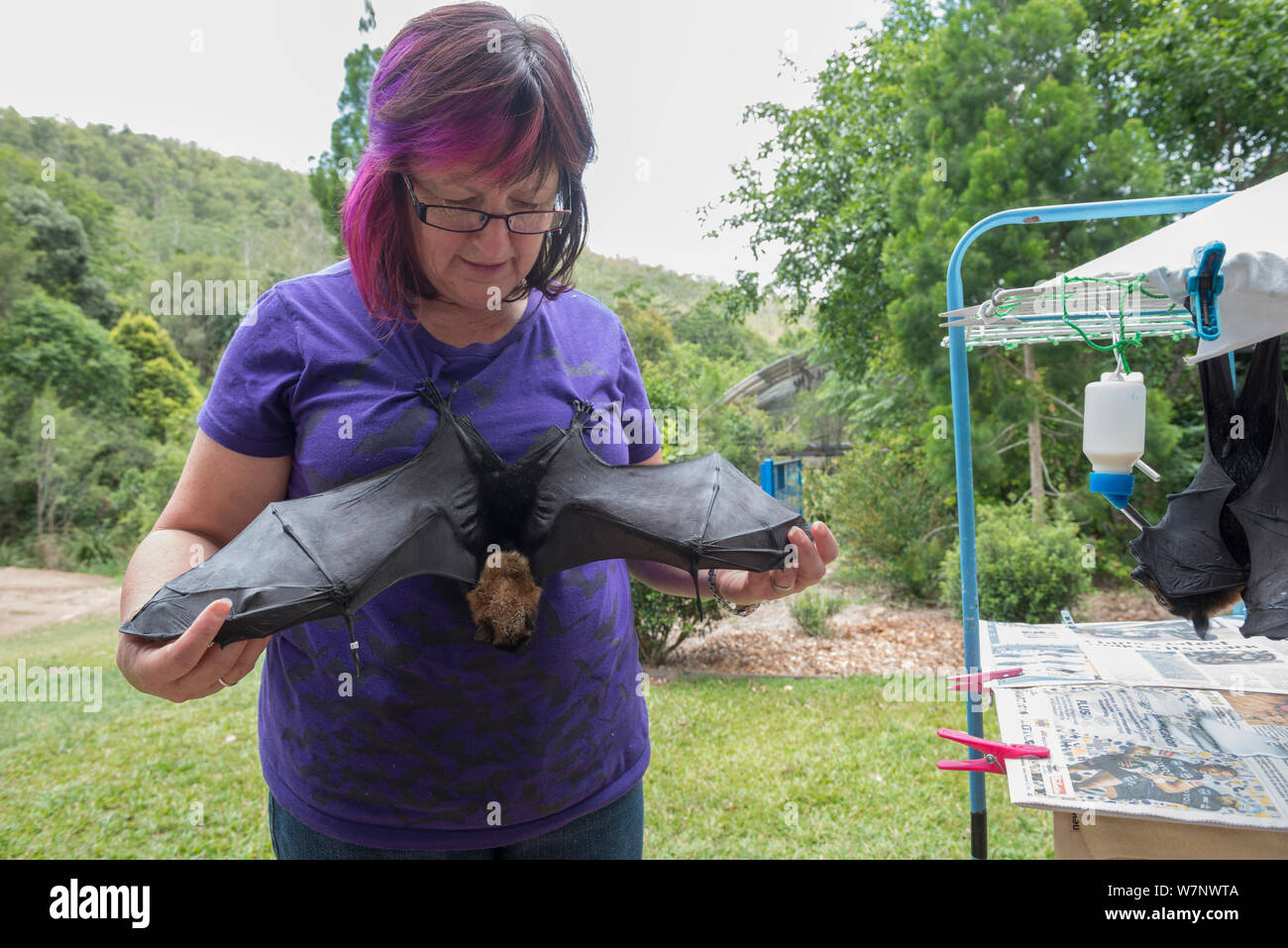 Flying fox bat baby hi-res stock photography and images - Alamy