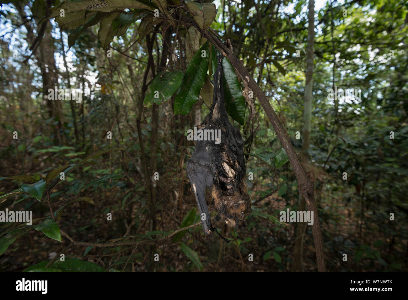 Spectacled flying fox (Pteropus conspicillatus) dead animal, casualty ...
