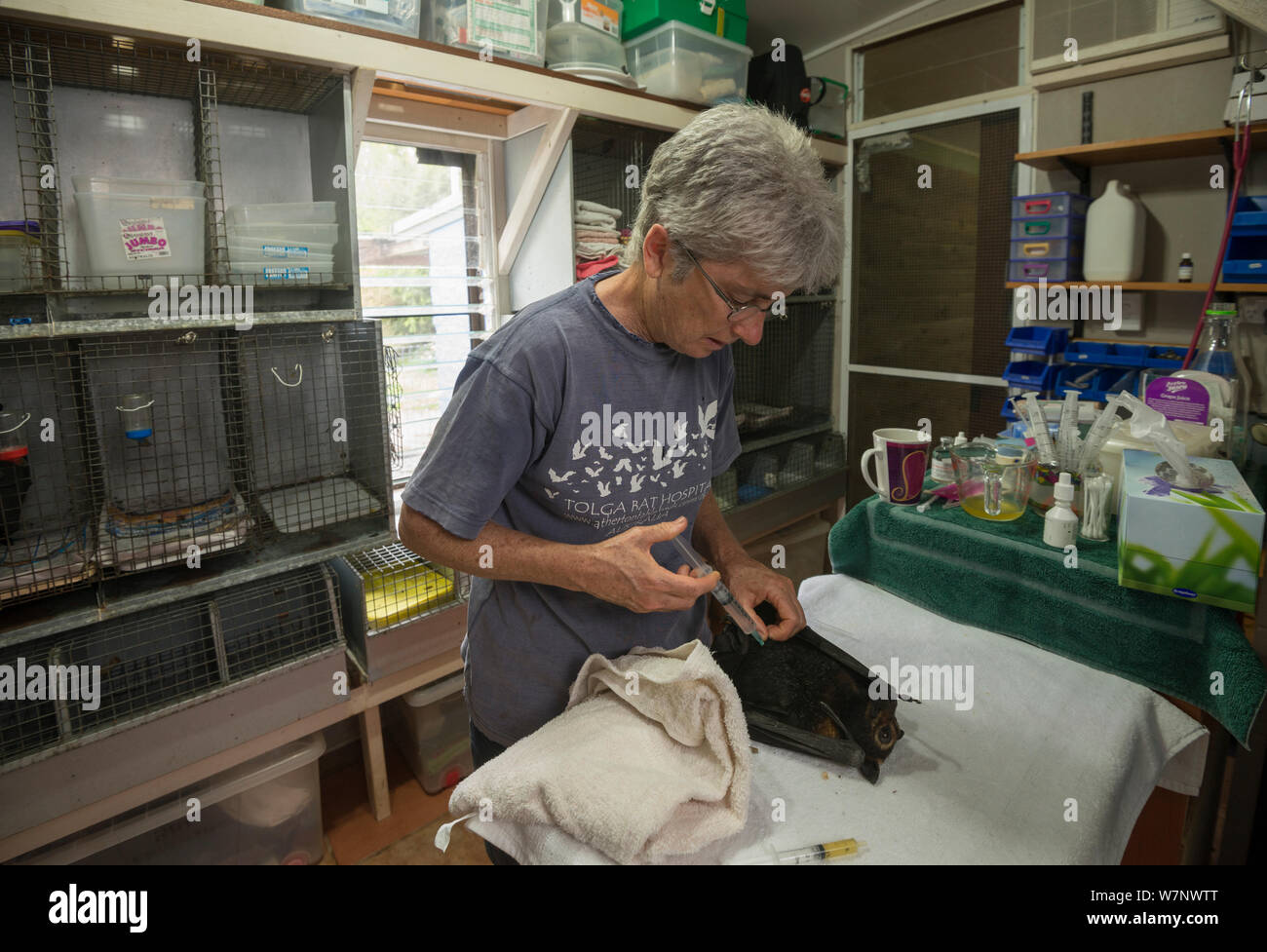 Spectacled flying fox (Pteropus conspicillatus) casualty of paralytic ...