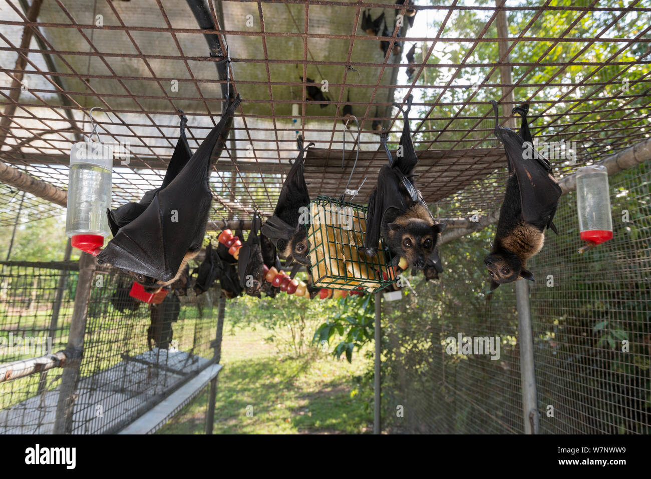 Fruit australia hi-res stock photography and images - Alamy