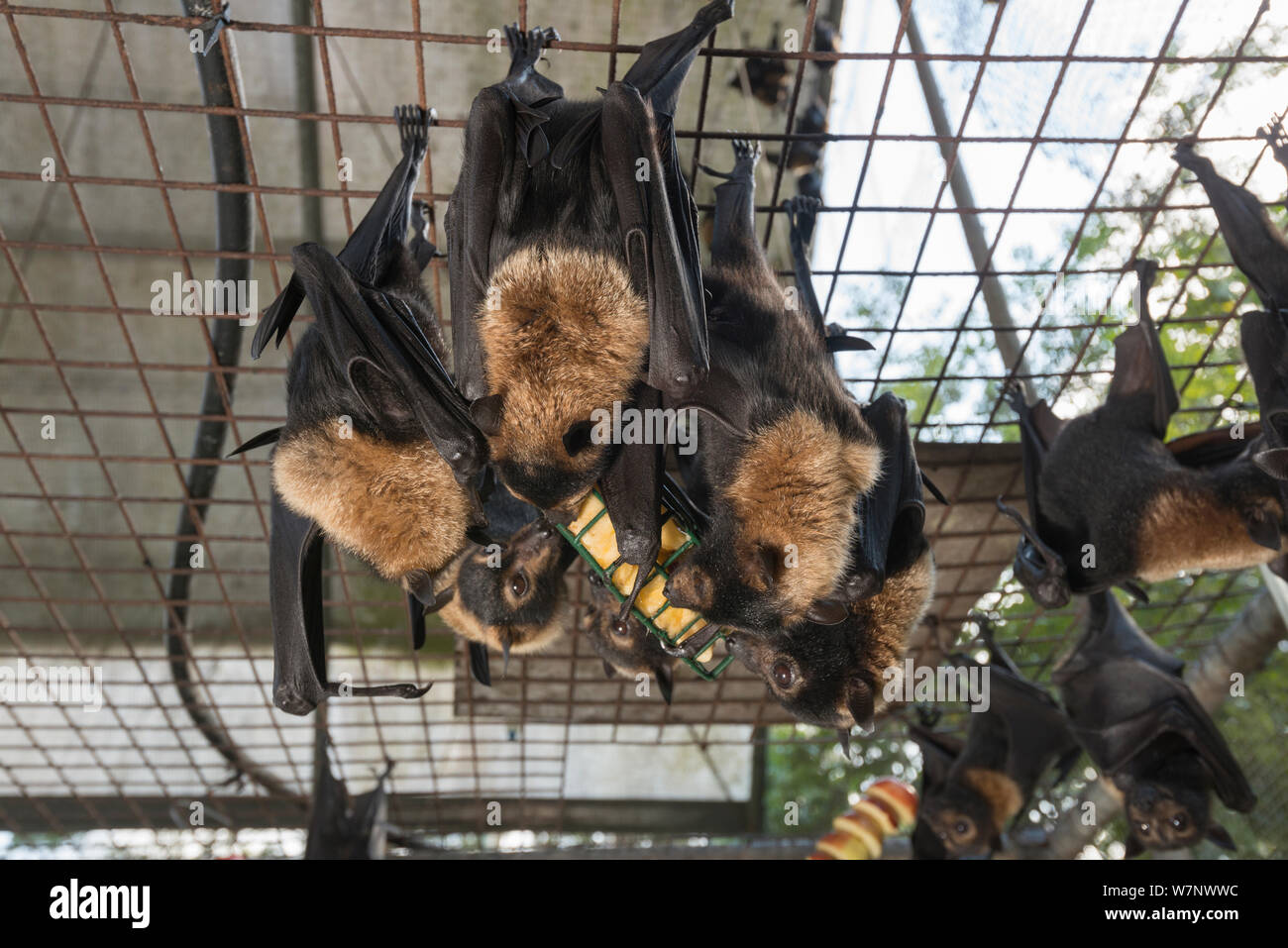 Bats feeding hi-res stock photography and images - Alamy