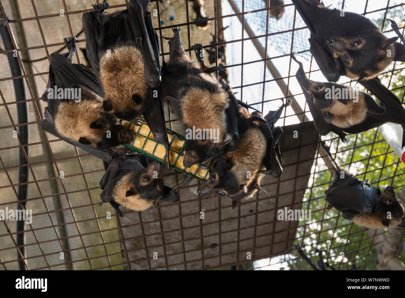 Milk cages hi-res stock photography and images - Alamy