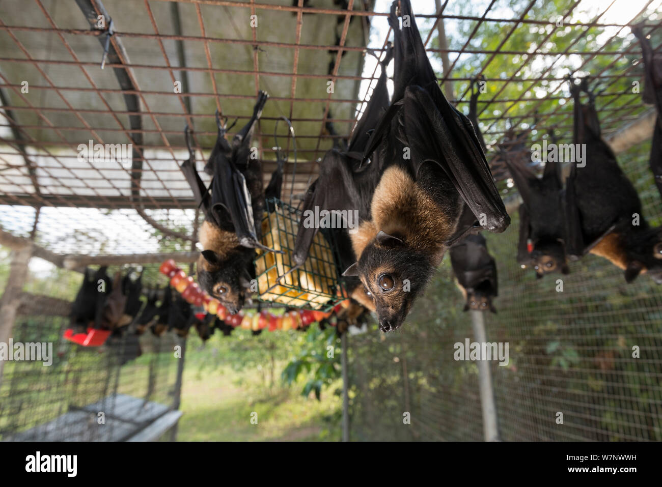 Flying fox bat feeding hi-res stock photography and images - Alamy