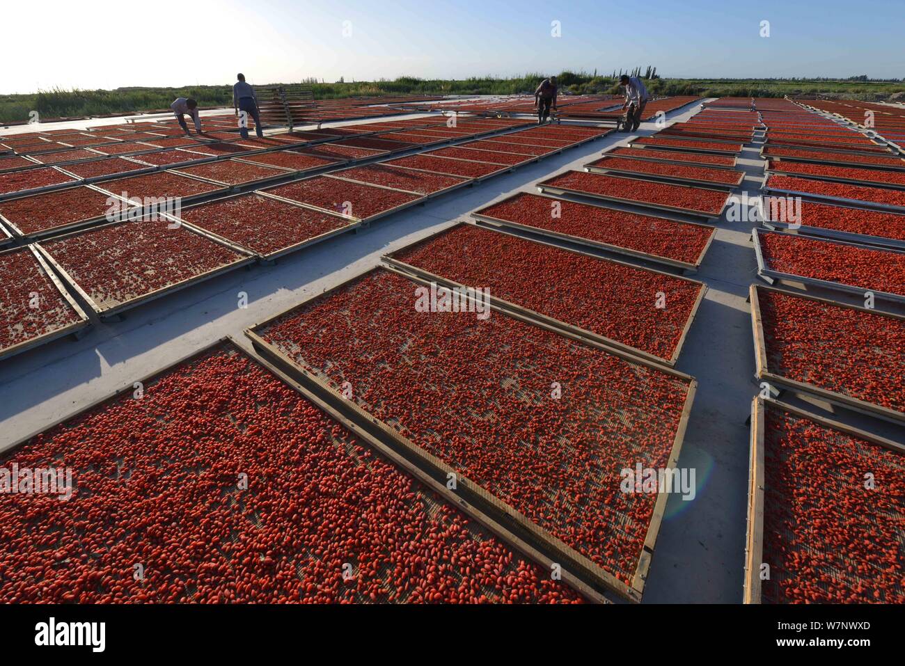 Workers dry goji berries in the sun at Yuli county, Bayingolin Mongol ...