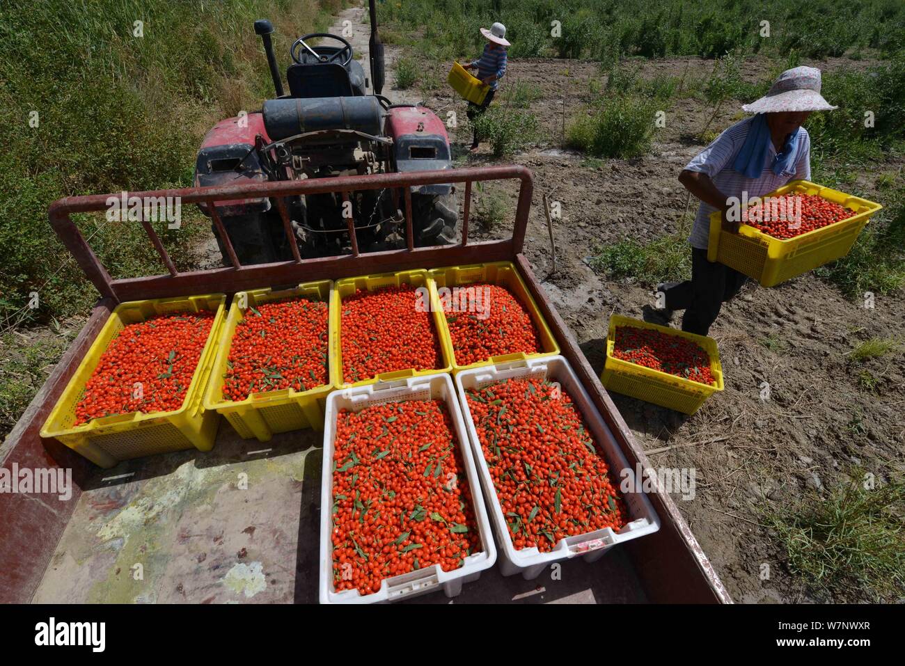 Workers carry goji berries picked up at Yuli county, Bayingolin Mongol ...