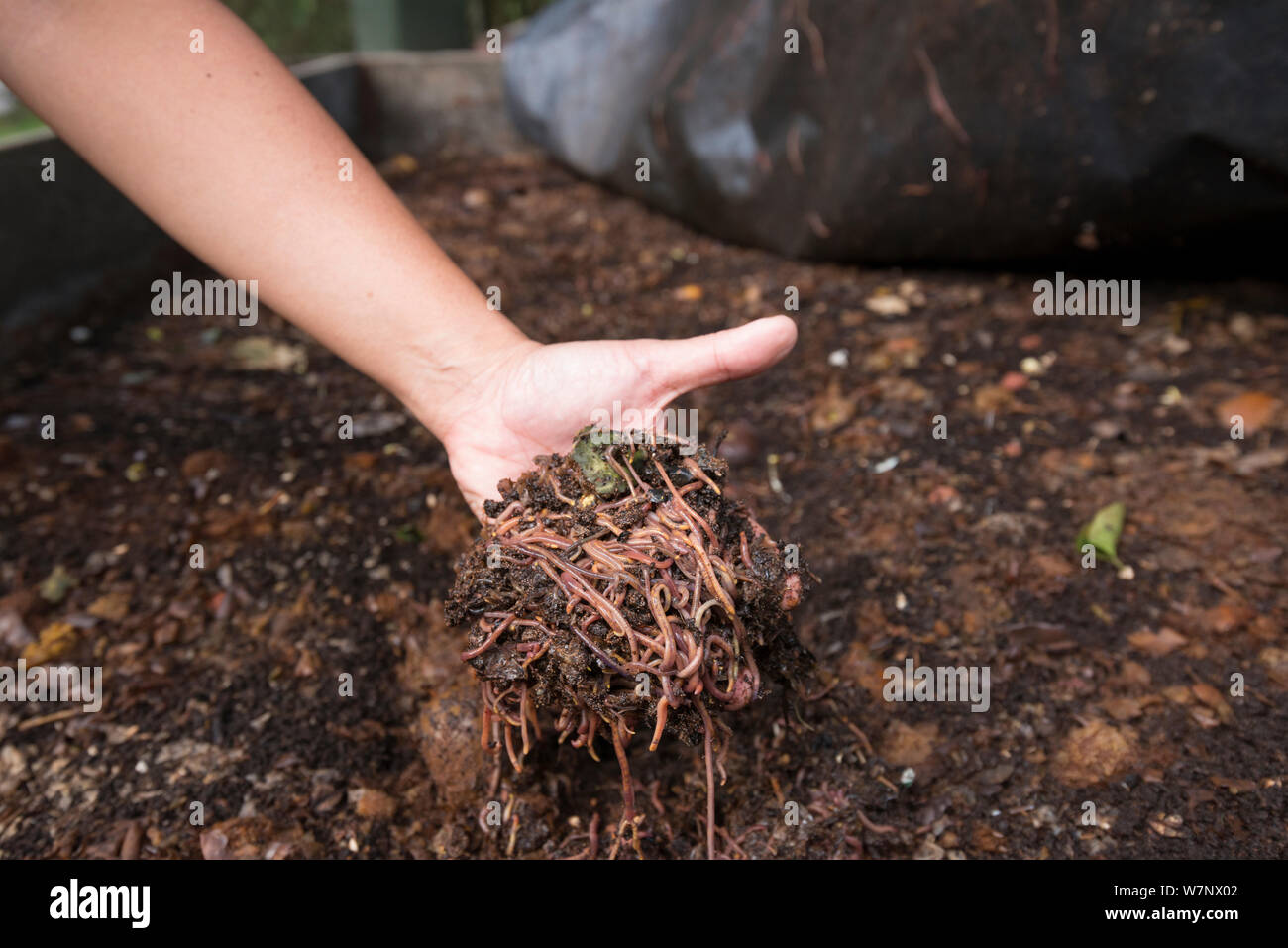 Fox poo faeces hi-res stock photography and images - Alamy