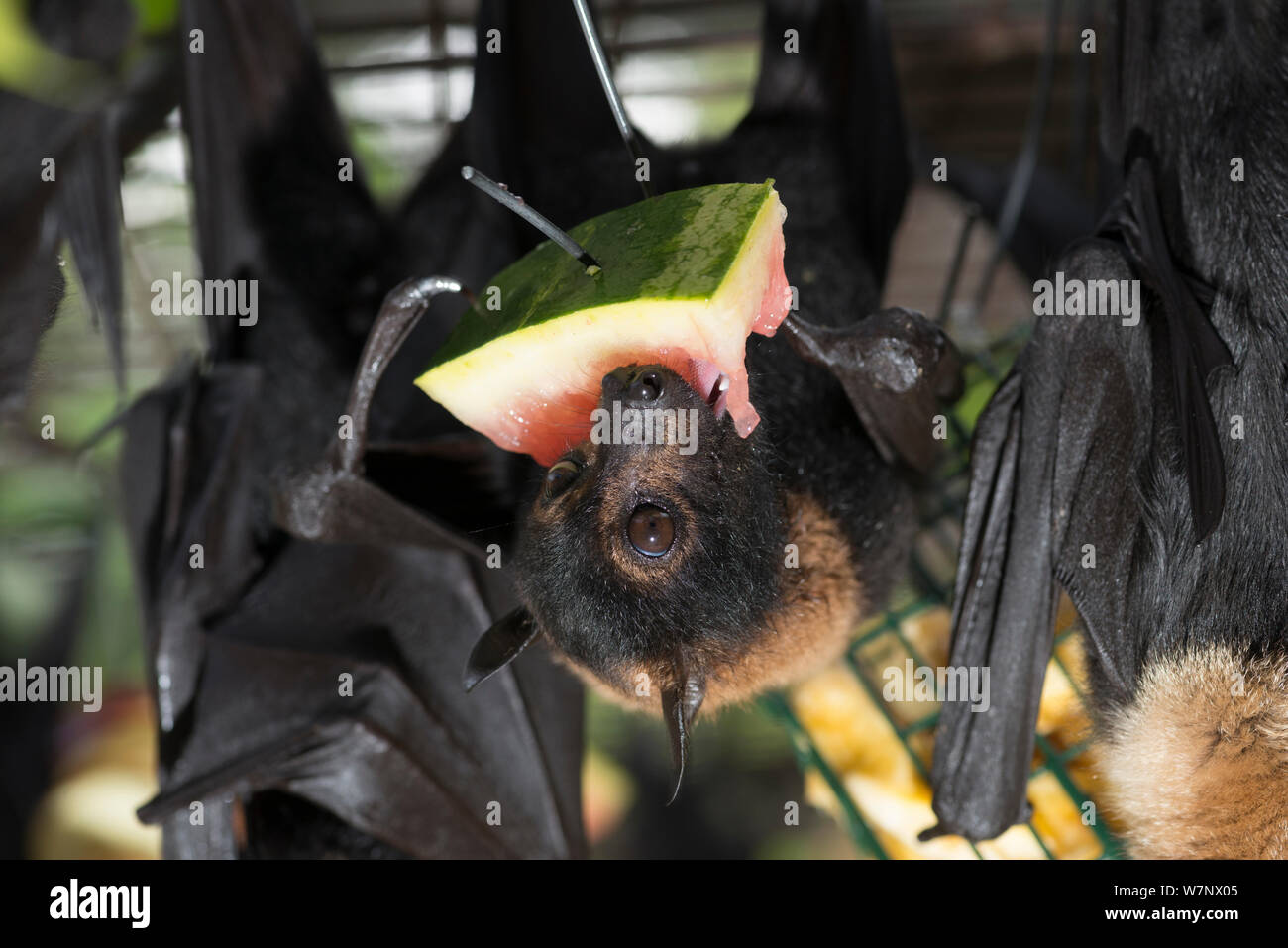 Milk cages hi-res stock photography and images - Alamy