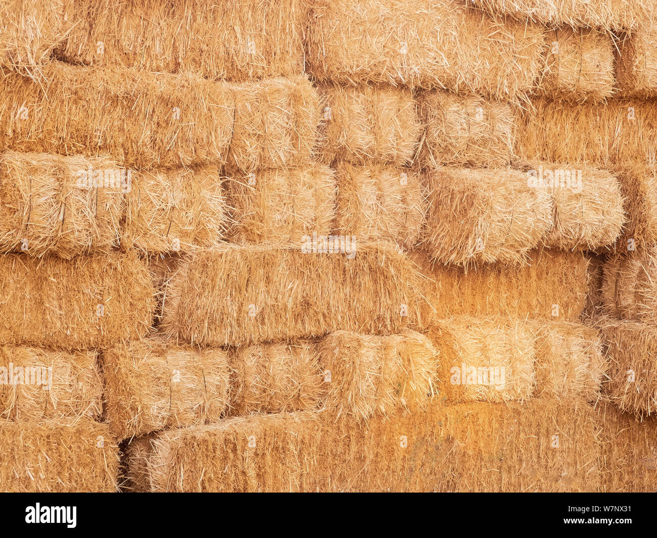 Stacks of dry straw. Piled straw haystacks. Natural dry straw texture ...