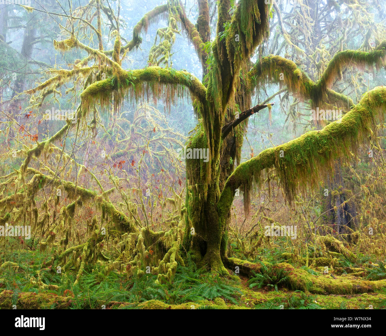 Maple tree covered with moss and lichen in drizzly fog along the Hoh ...