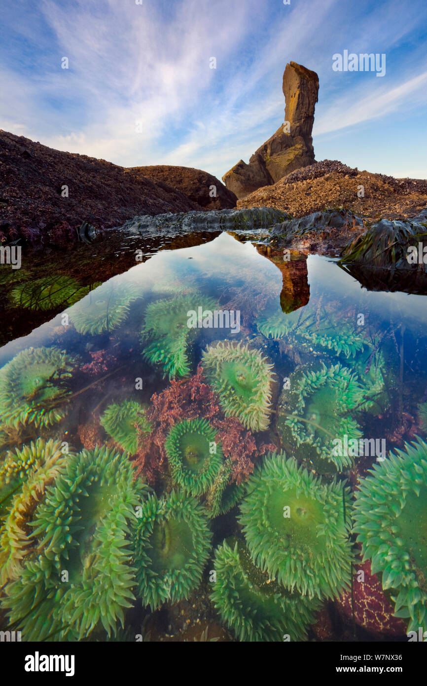 Tide pool full of Giant green anemones (Anthopleura xanthogrammica) at ...