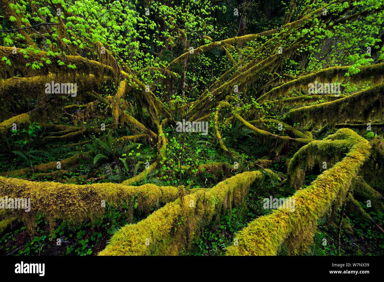 Moss-covered Vine maples (Acer circinatum) in the Hoh River Rainforest ...