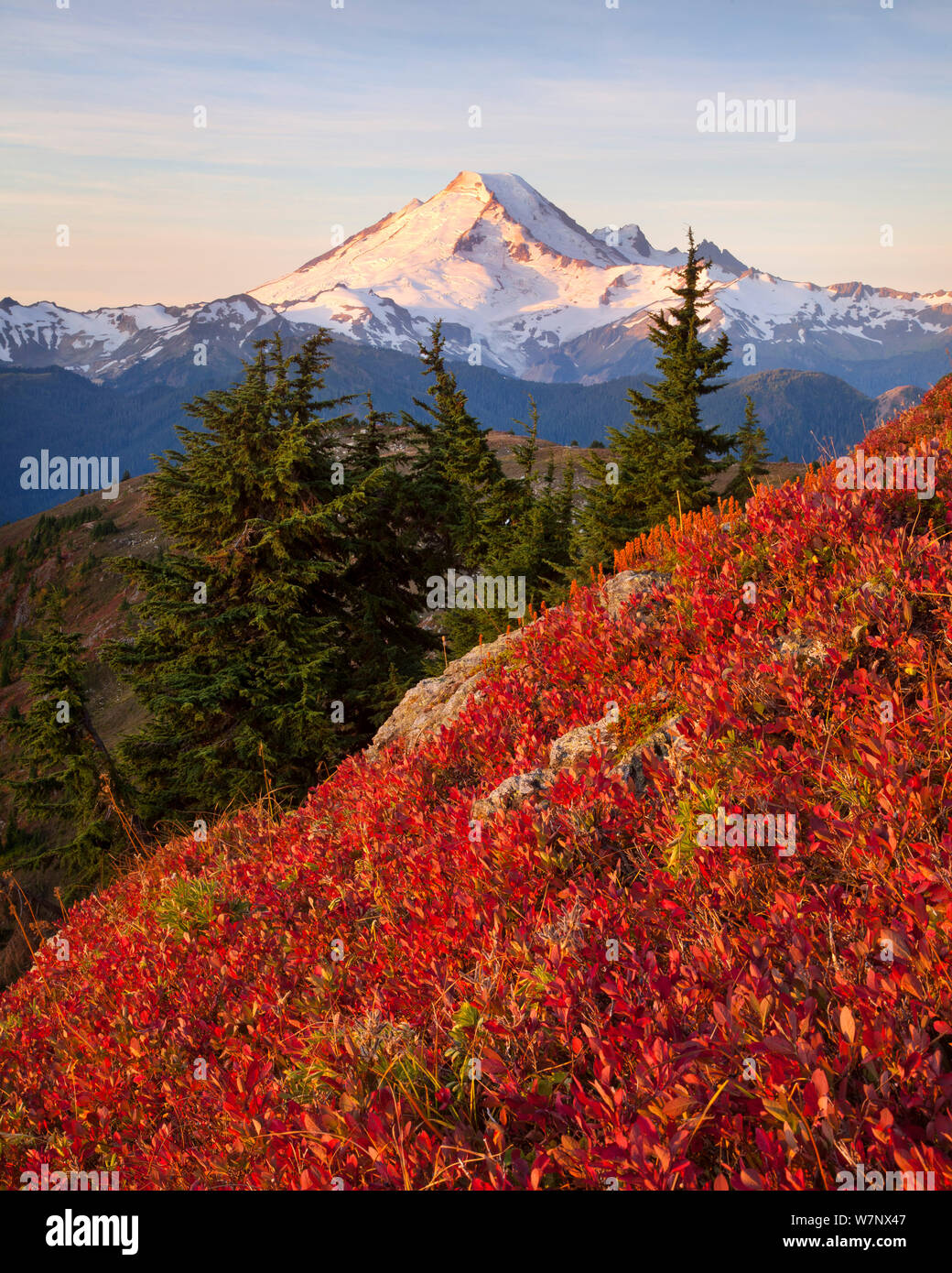 Bilberries field High Resolution Stock Photography and Images - Alamy