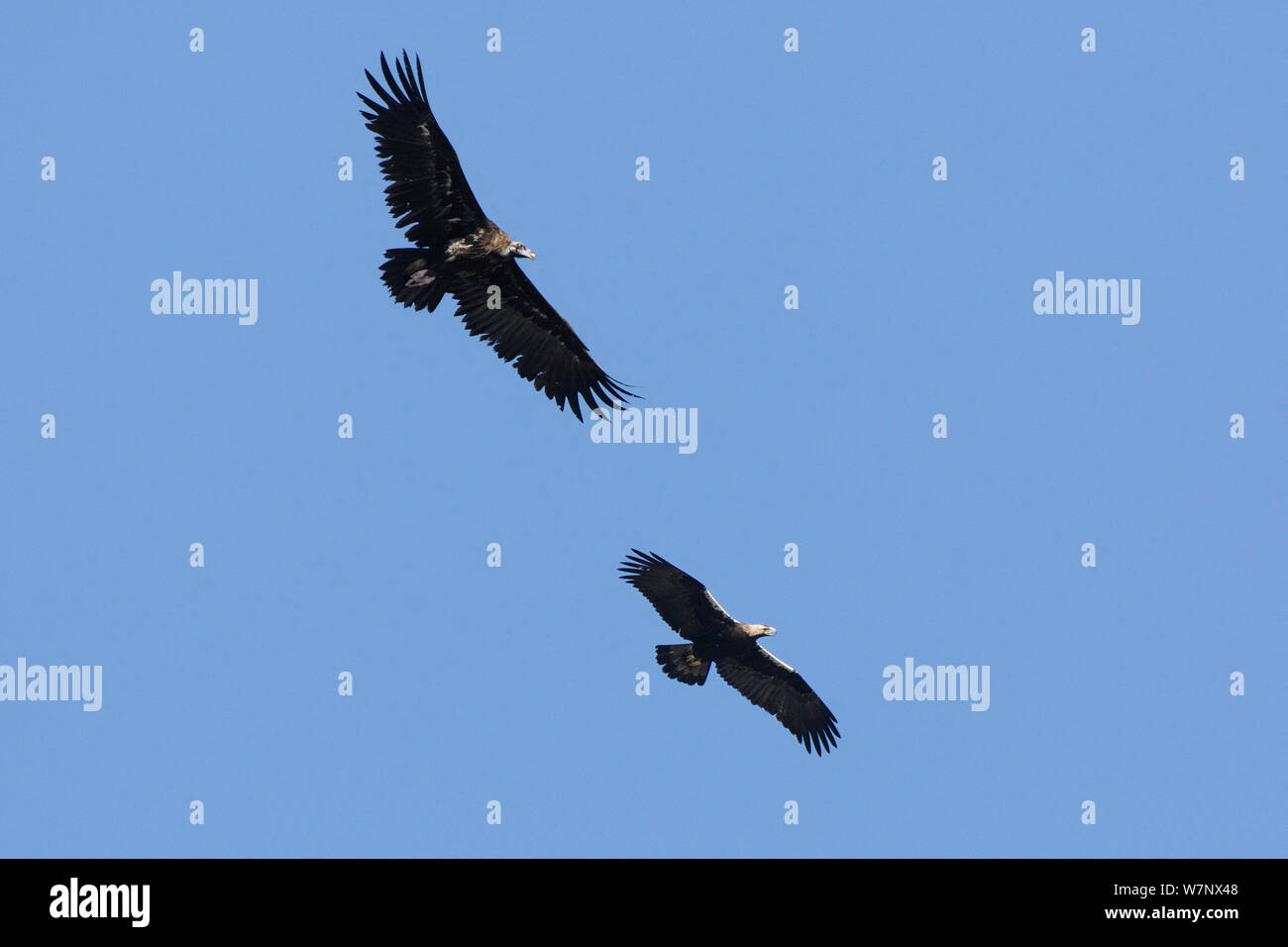 Eastern Imperial Eagle (Aquila heliaca) (bottom) and Cinereous Vulture ...