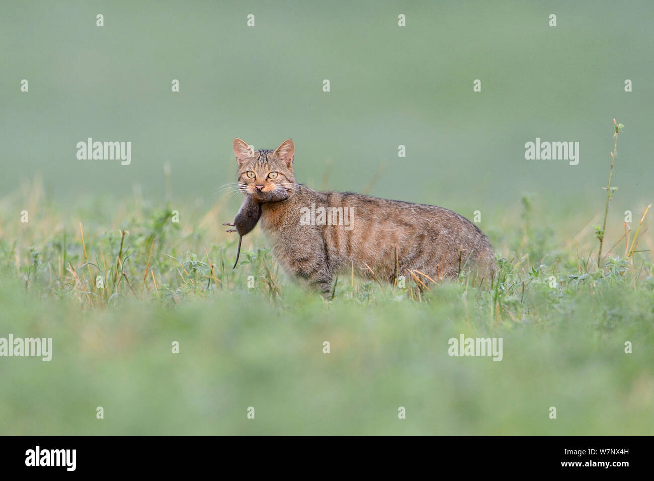 Wild Cat (Felis silvestris) with caught rodent. Vosges, France, August ...