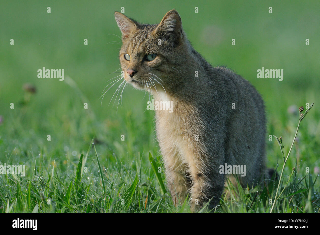 Portraits of wild cats hi-res stock photography and images - Alamy