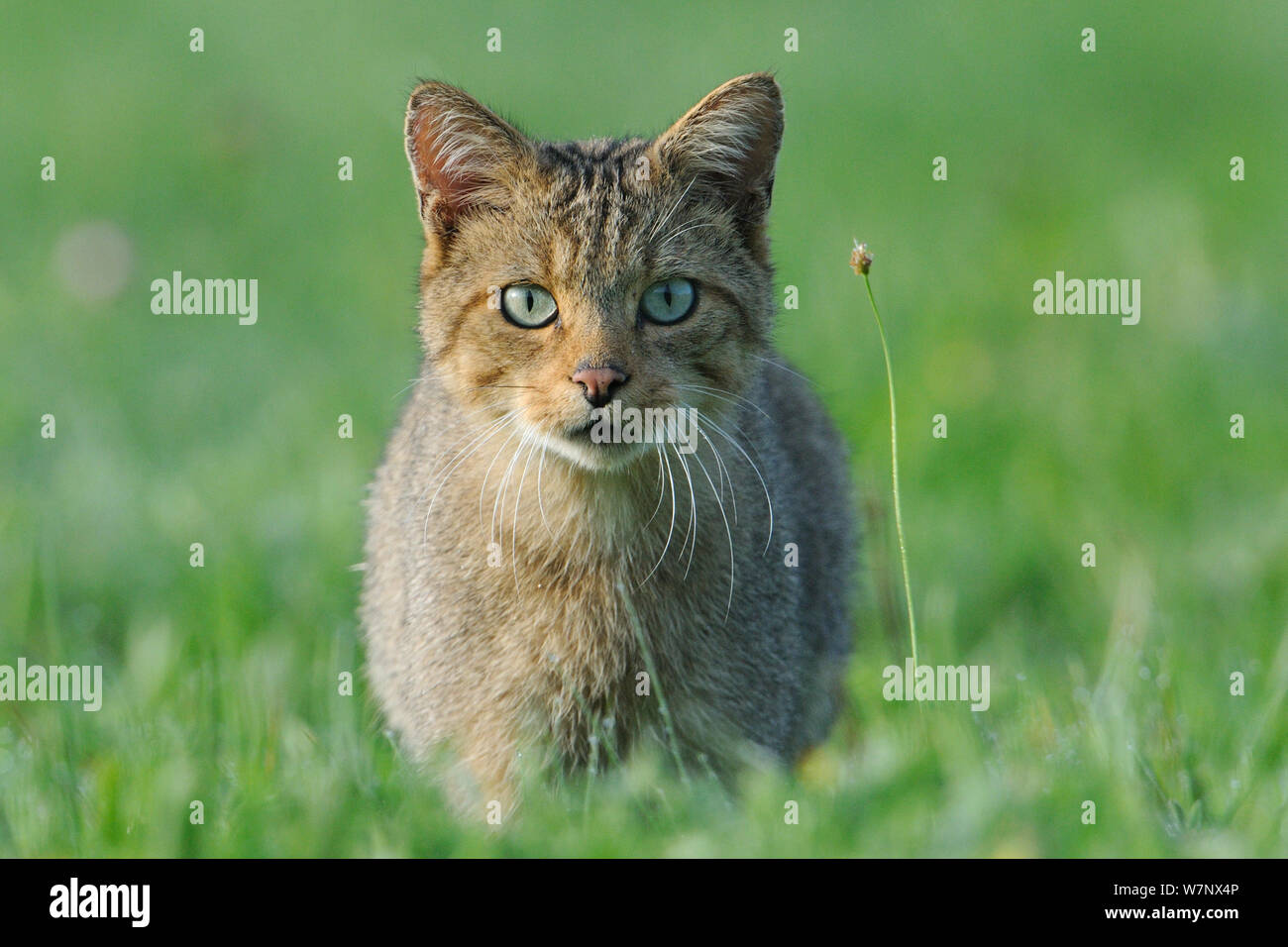 Wild Cat (Felis silvestris) portrait. Vosges, France, August Stock ...