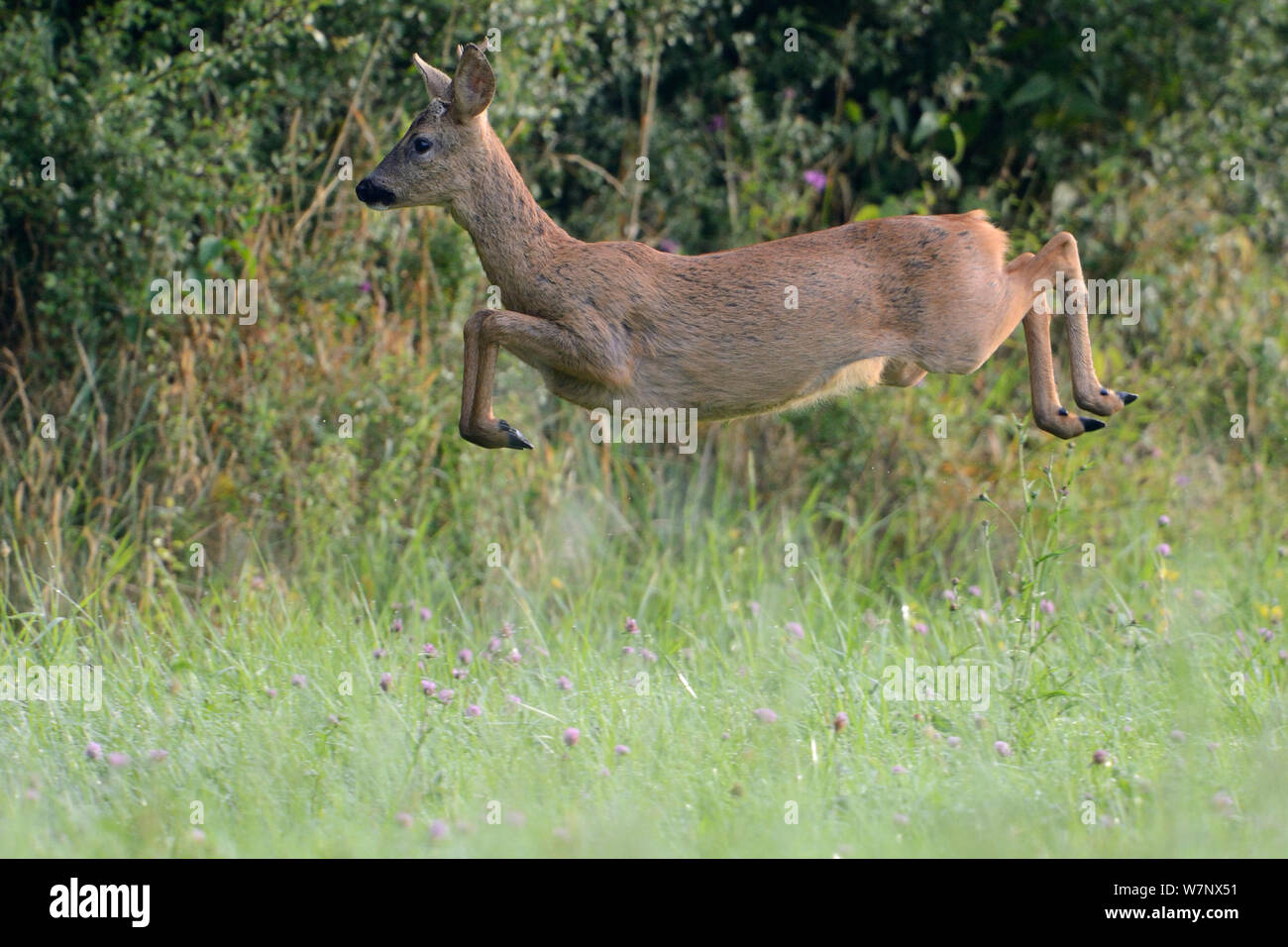 Deer leaping hi-res stock photography and images - Alamy