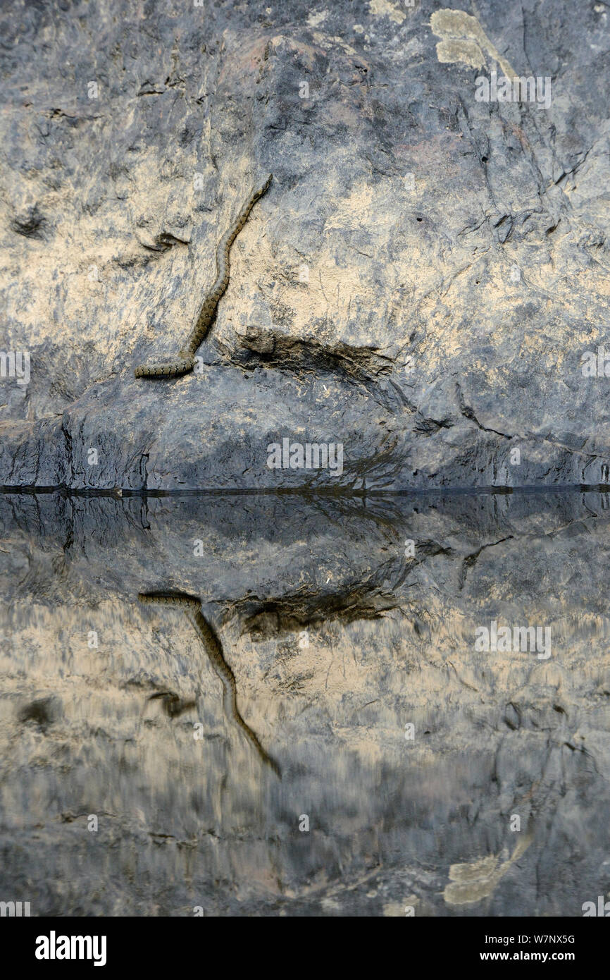 Snakes climbing hi-res stock photography and images - Alamy