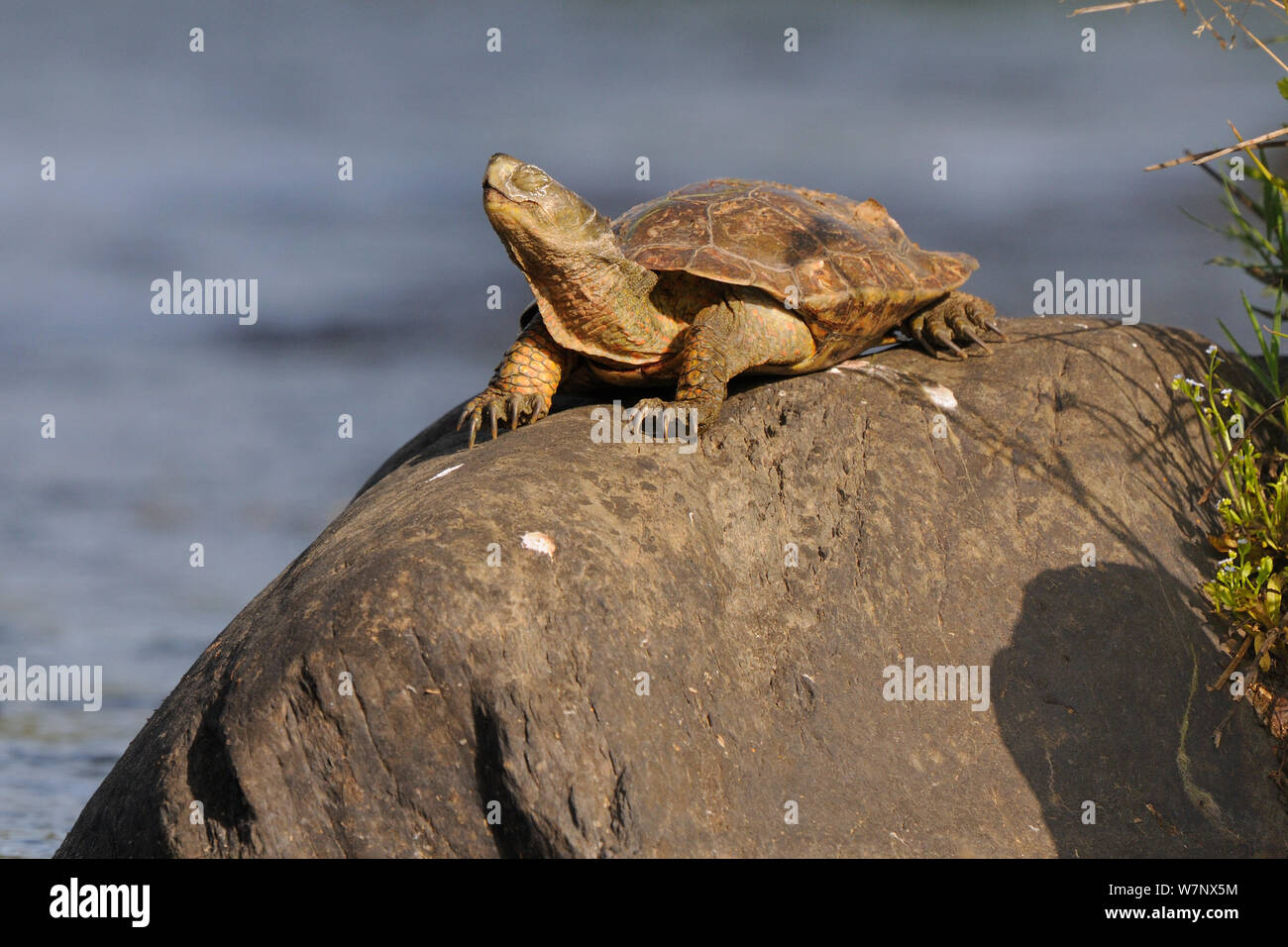 Leprosa hi-res stock photography and images - Alamy